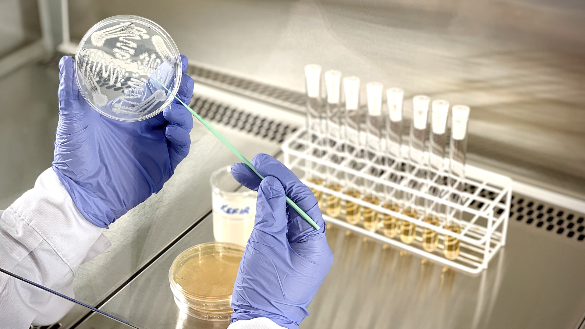 Biotechnology and Plant-based food production | Chalmers