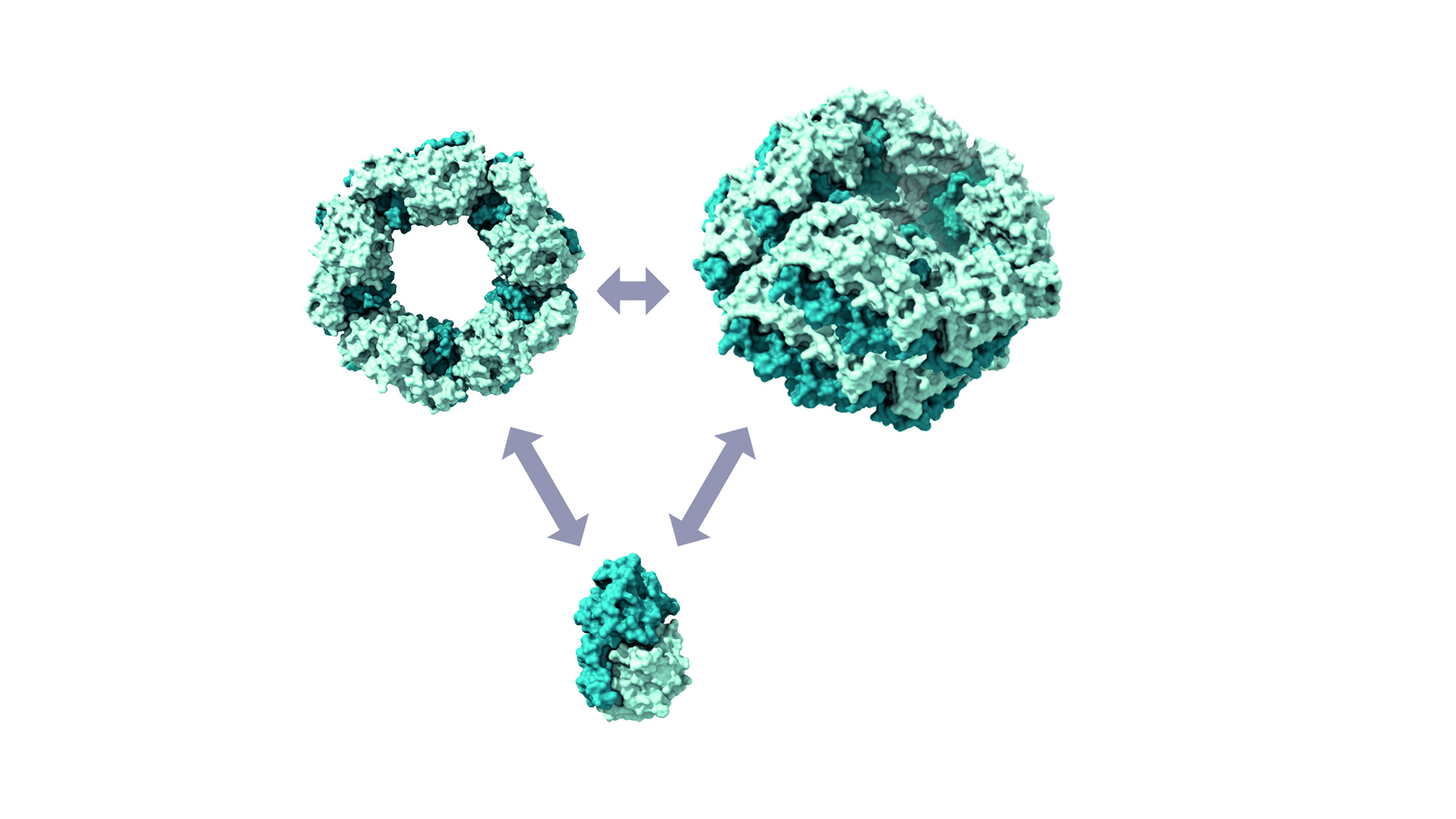 Mångsidigt enzym motverkar aggregering av proteiner